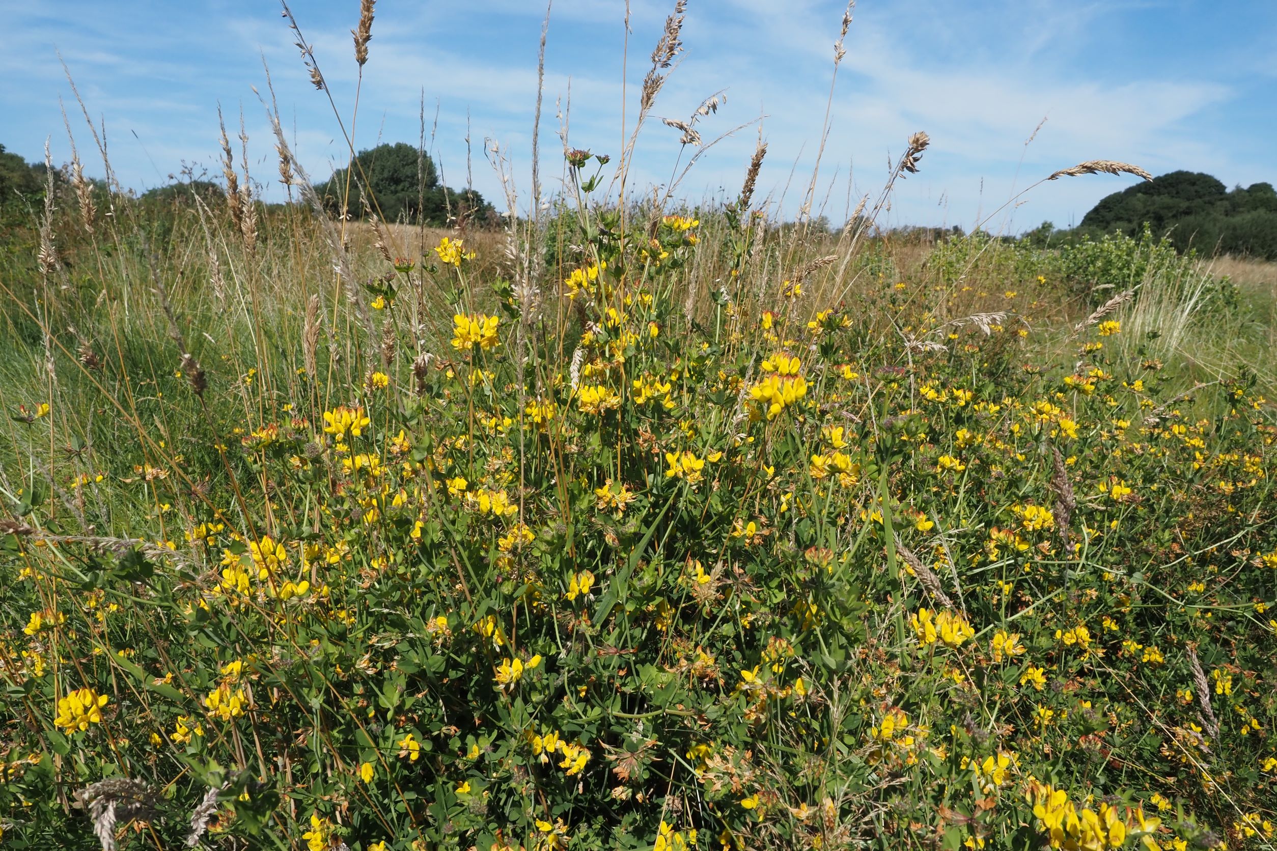 Danes Moss – Mark Cocker