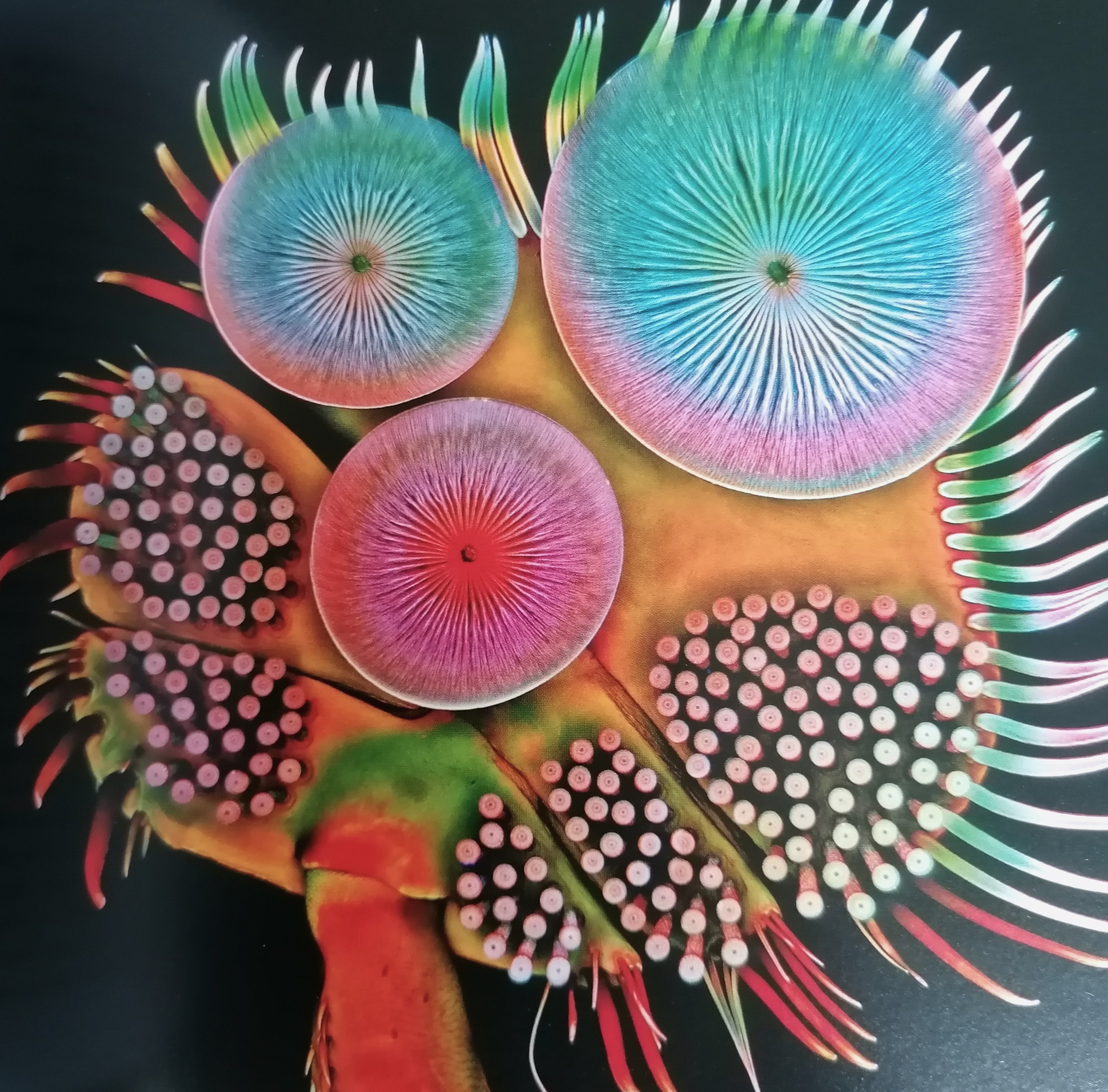 The Complete Insect: UNOFFICIAL BOOKCLUB NO 11 – Mark Cocker