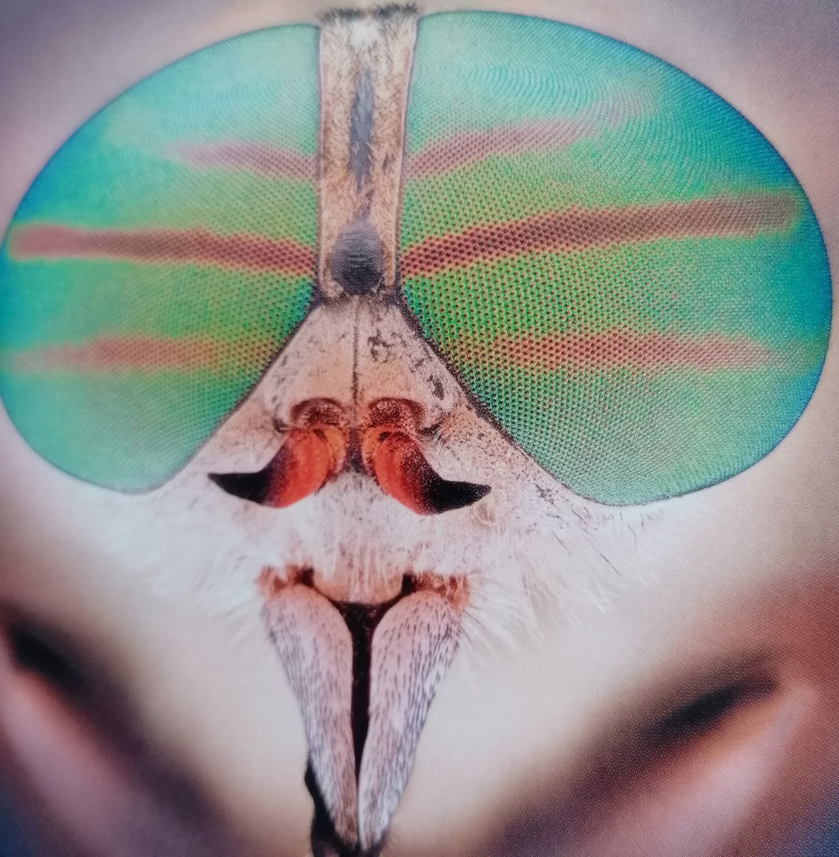 The Complete Insect: UNOFFICIAL BOOKCLUB NO 11 – Mark Cocker